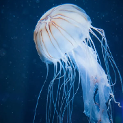 Le mot anglais pour "méduse"