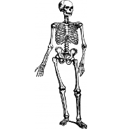 What is the French Word for "skeleton"?